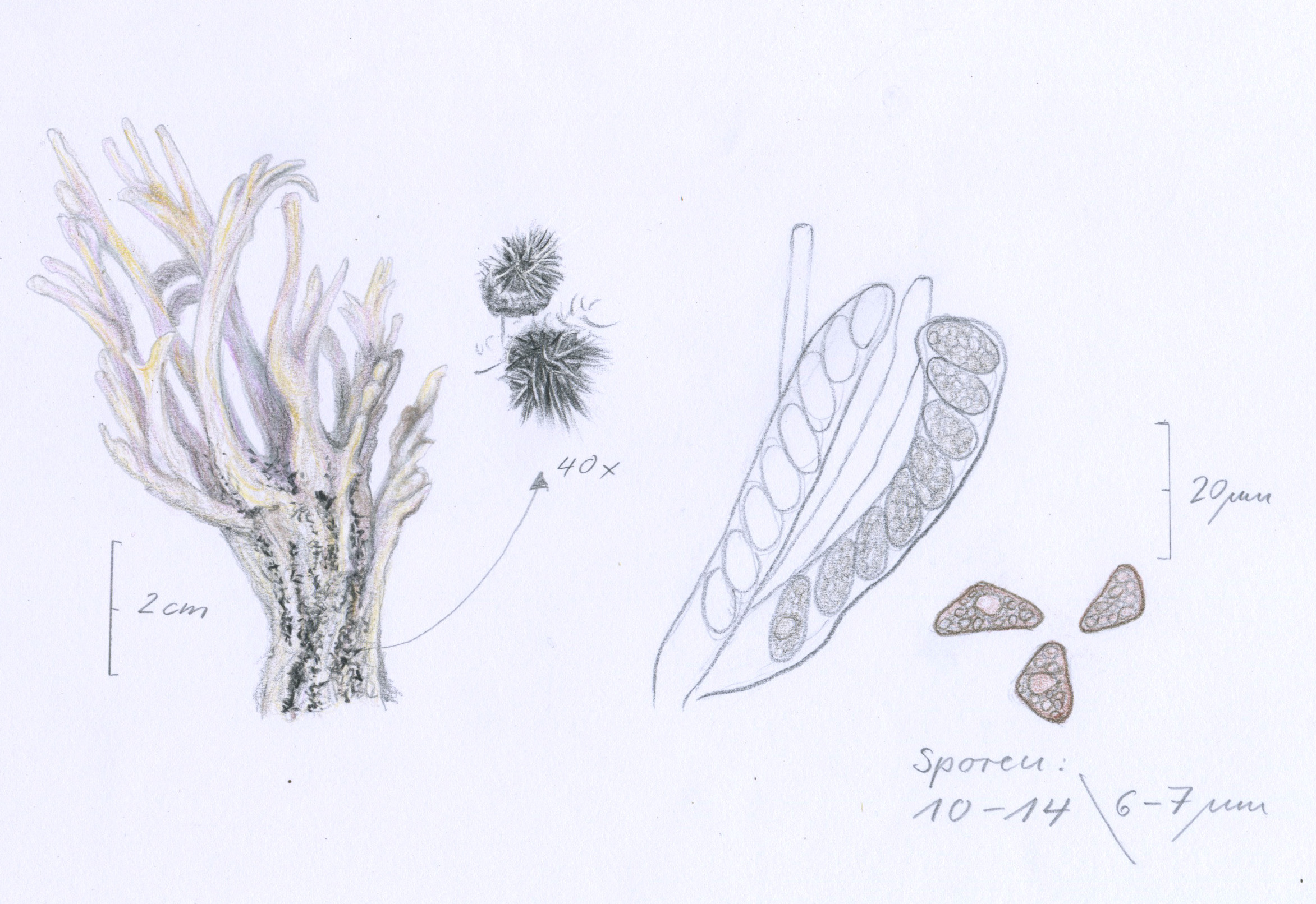 Formen des Parasitenbefalls von Clavulina-Arten durch Helminthosphaeria ...