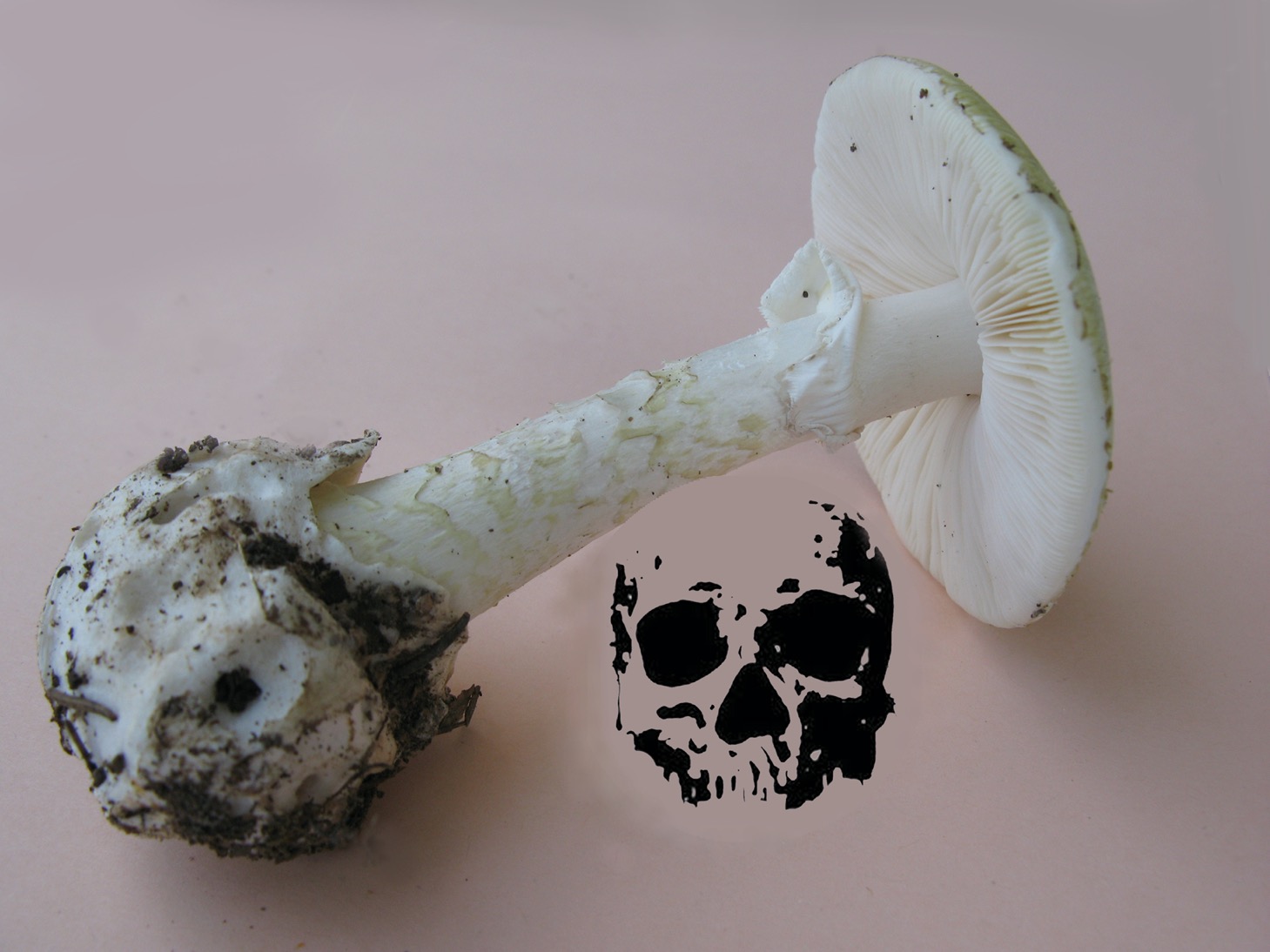 Dr. Peter Iten – «Knollenblätter-Vergiftung» – Vortrag am 03. April ...